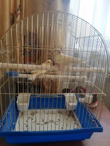 Птенцы канарейки