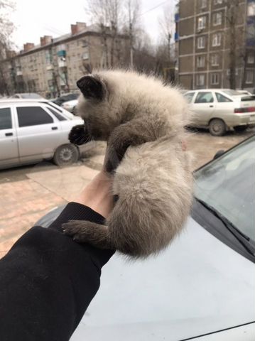 Тайские чистокровные котята)