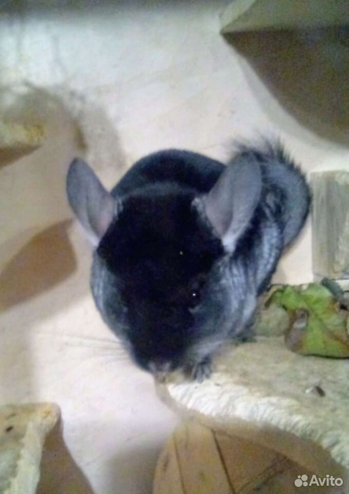 Шиншилла чёрный бархат