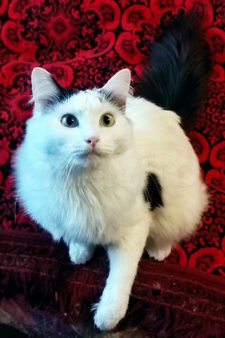 Котик Бася в добрые руки
