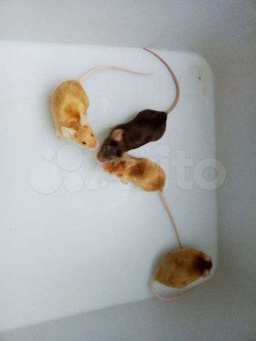 Сатиновые Мыши