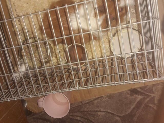 Ищу самца для спаривания морской свинки