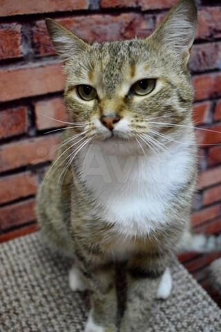 Кошечка Полли 1,5 года