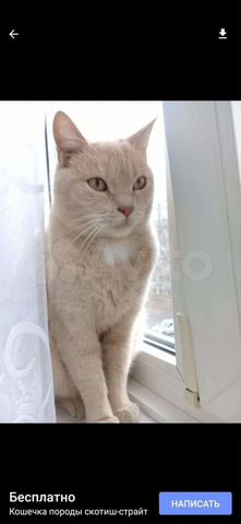 Кошечка породы скотиш-страйт