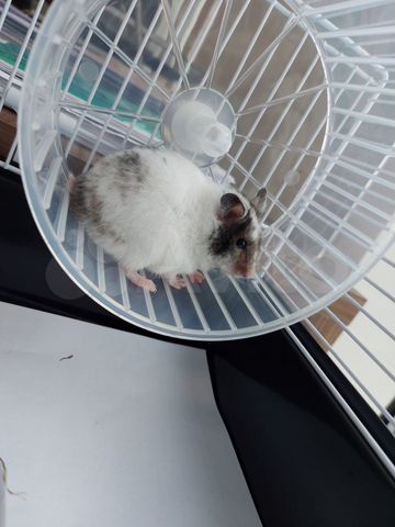 Сирийский хомяк с клеткой