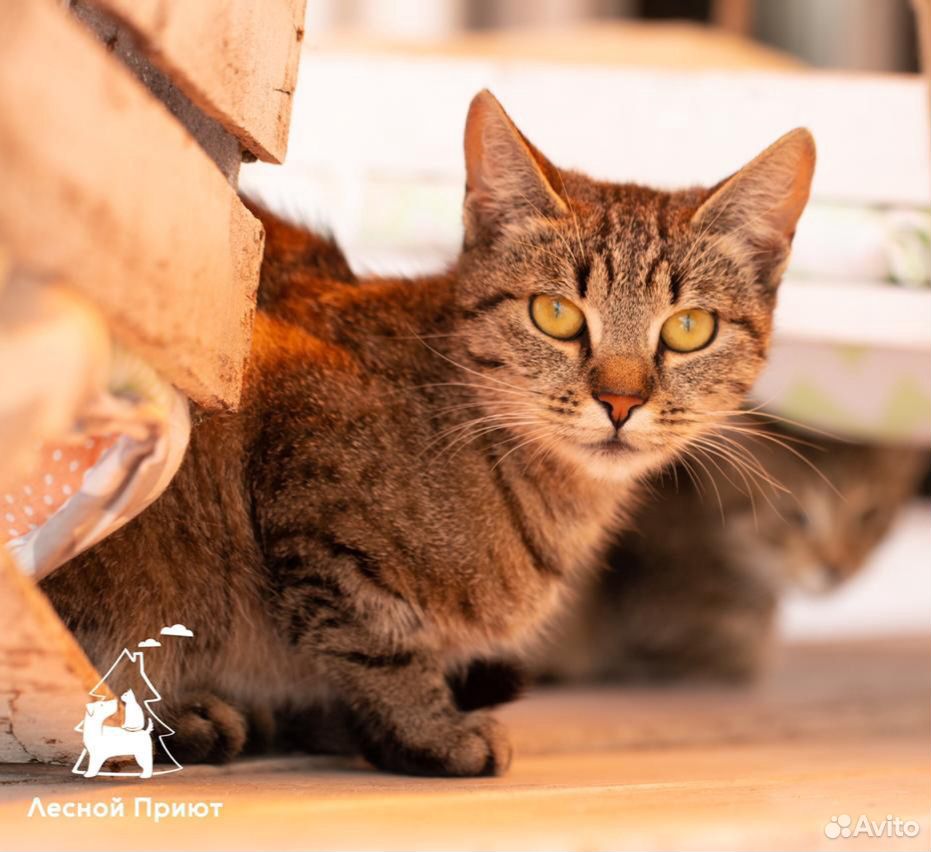 Красавица Гвен ждёт любящую семью