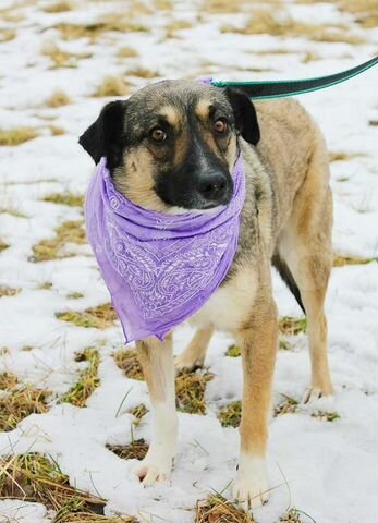 Отдам небольшую собаку из приюта. Лира