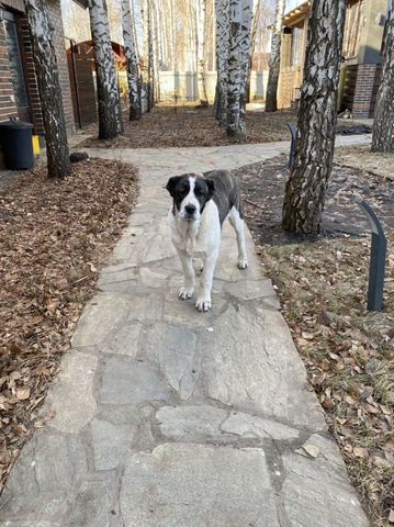 Собака щенок сао