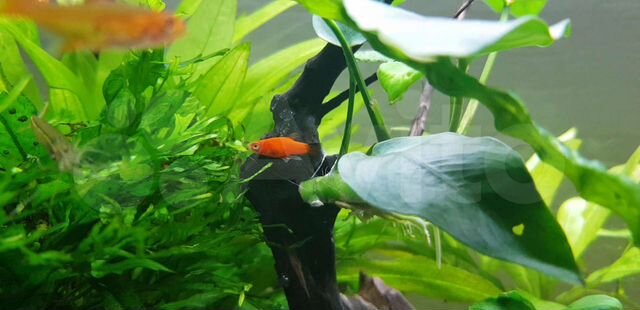 Пецилия малек самец