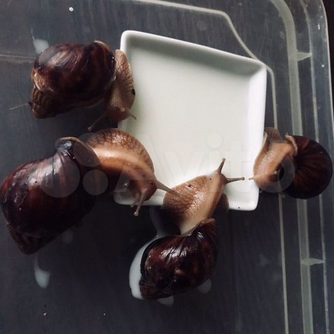 Улитки ахатины