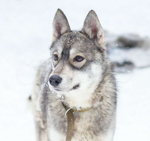 Небольшая лаечка Зара