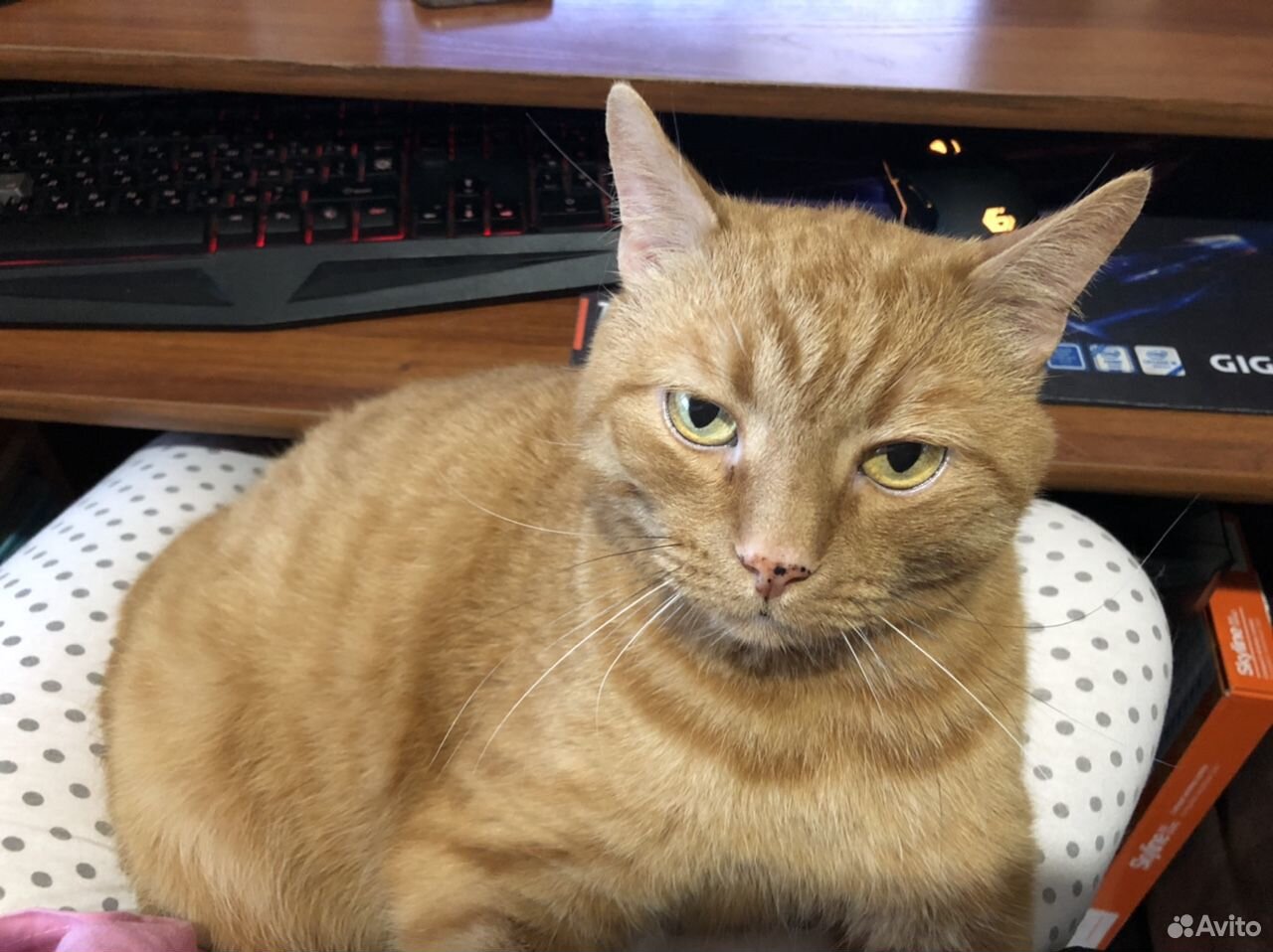 Отдам кота в хорошие рук