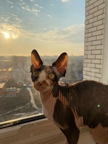 Ищем мальчика для вязки сфинкс канадский