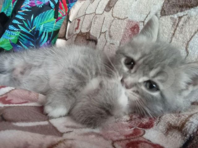 Котенок от британской кошки